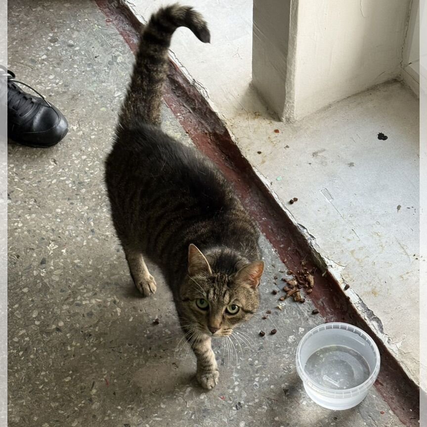 Взрослая, кошка в добрые руки