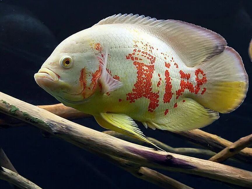 Астронотус