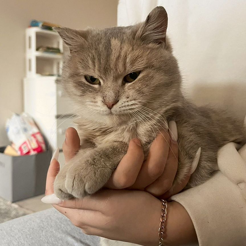 Кошки потеряшка