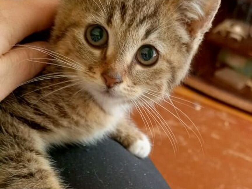 Котенок Стася в добрые руки