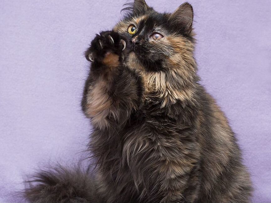 Кошечка с секретом