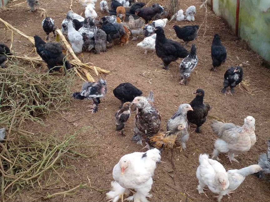 2-месячные цыплята Брама