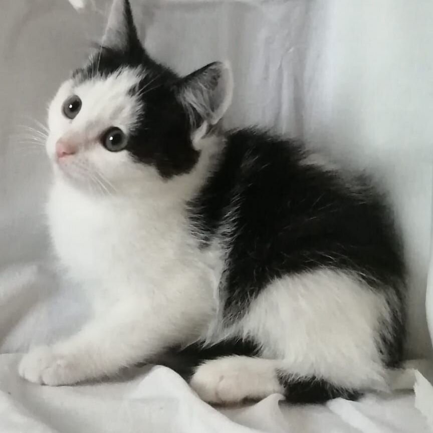Отдадим котёнка. Мальчик