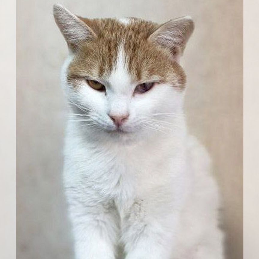 Взрослый кот в добрые руки