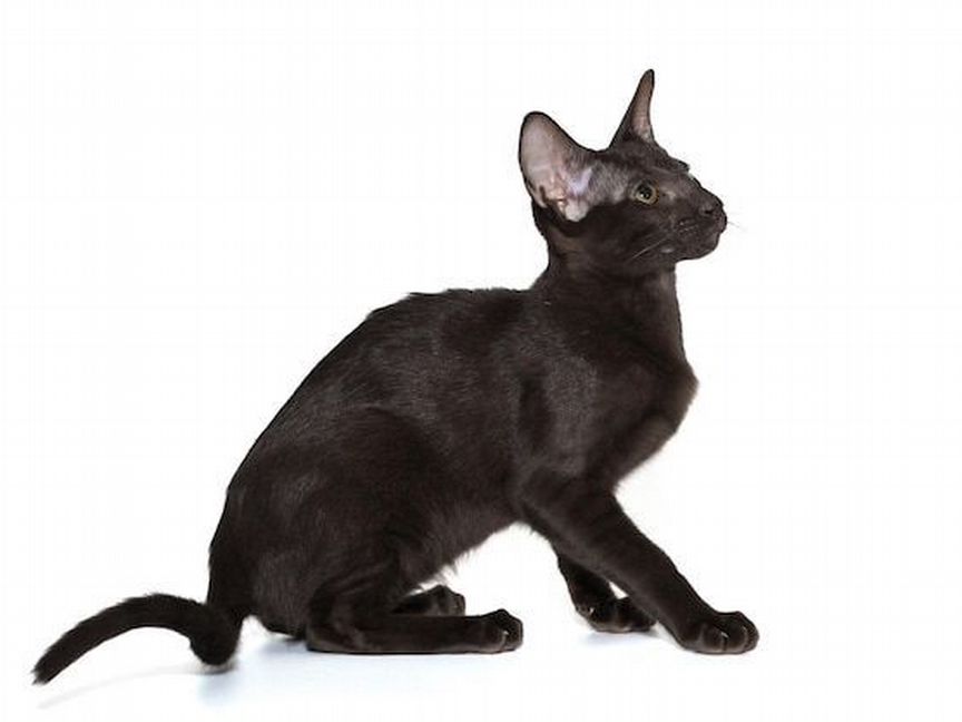 Ориентальная восточная красотка