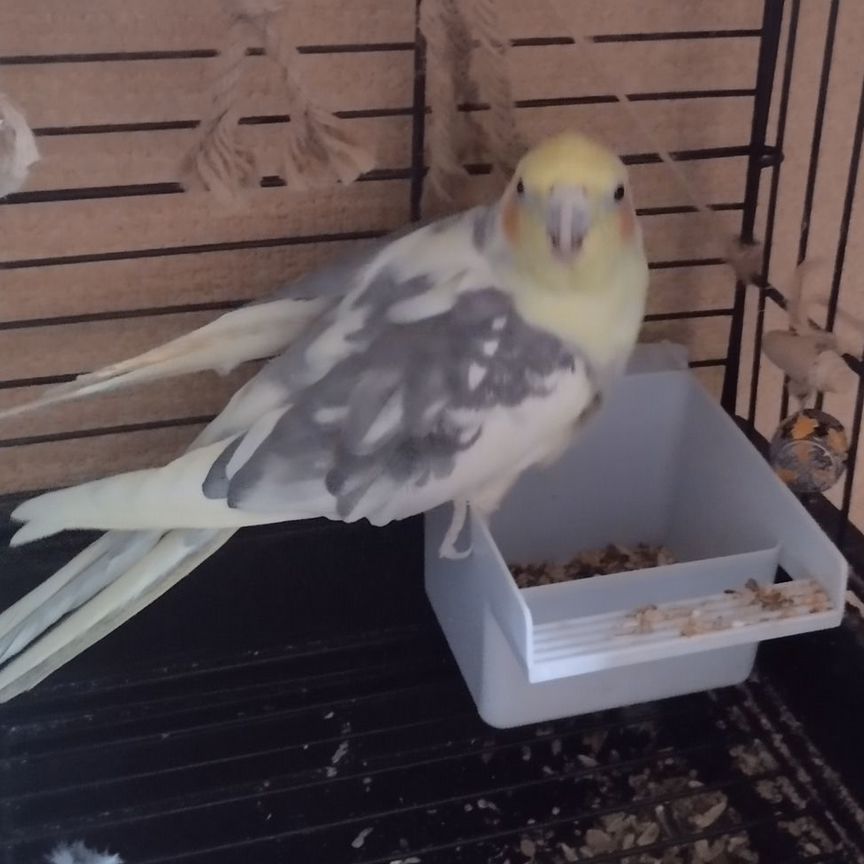 Попугай корелла с клеткой