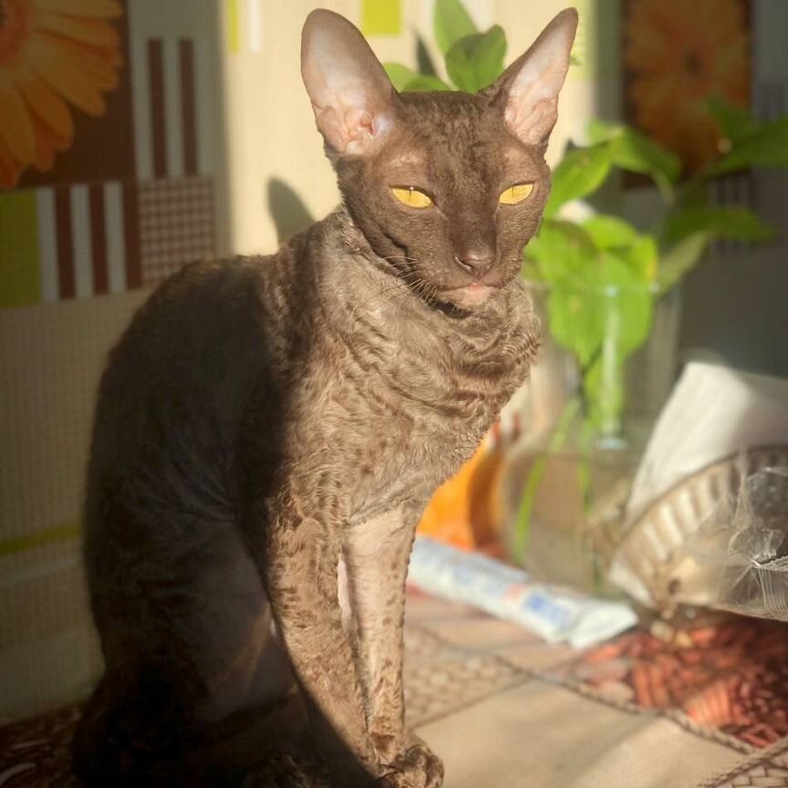 Корниш-рекс, взрослая кошка