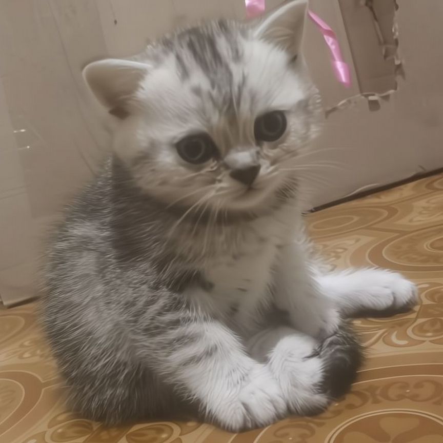 Британский короткошёрстный котёнок