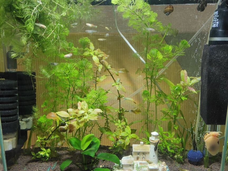 Аквариум с рыбками