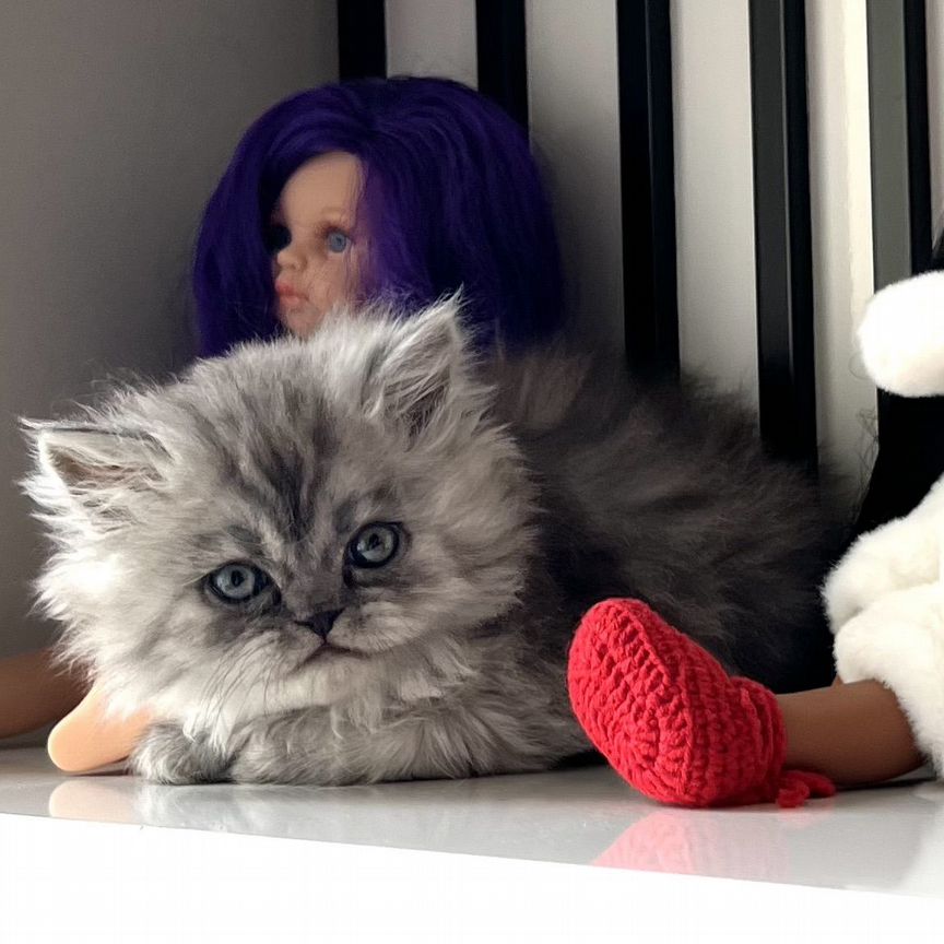 Шотландский прямоухий длинношёрстный котёнок