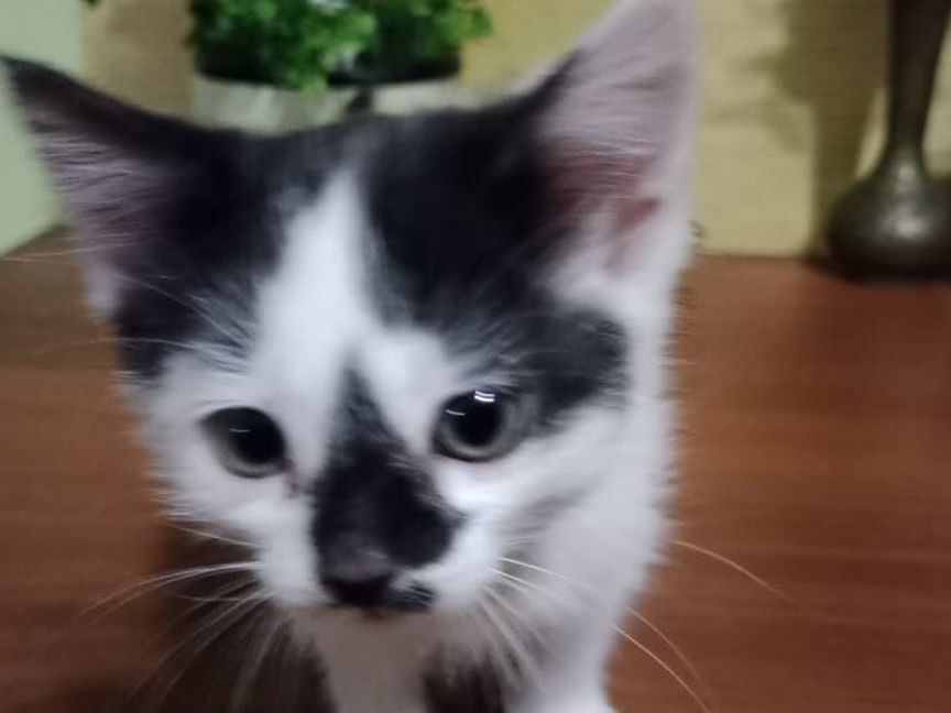 Красивые котята выброшены на смерть