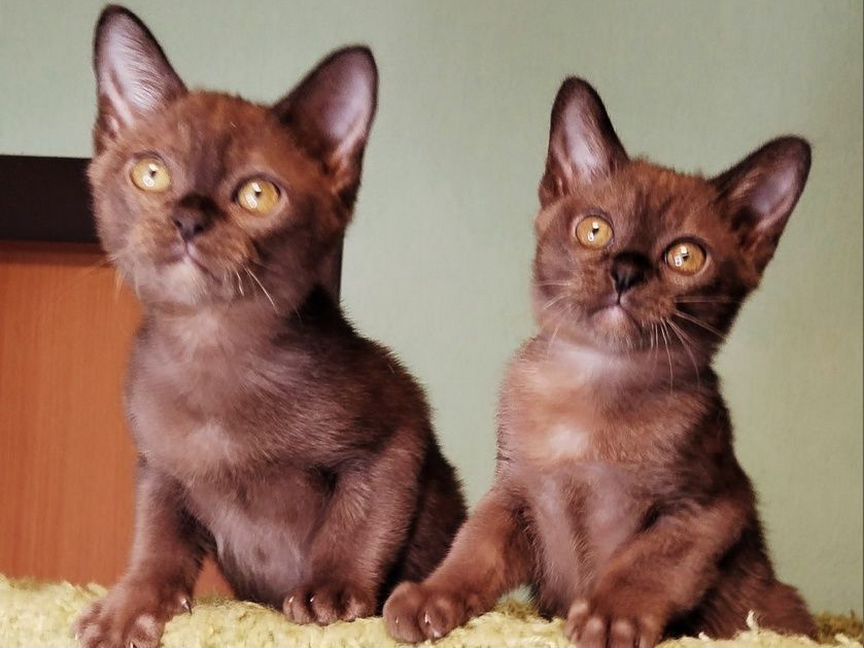 Шикарные котята Европейской Бурмы