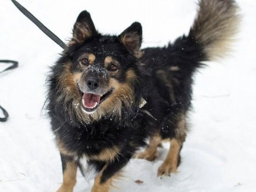 Собака в добрые руки