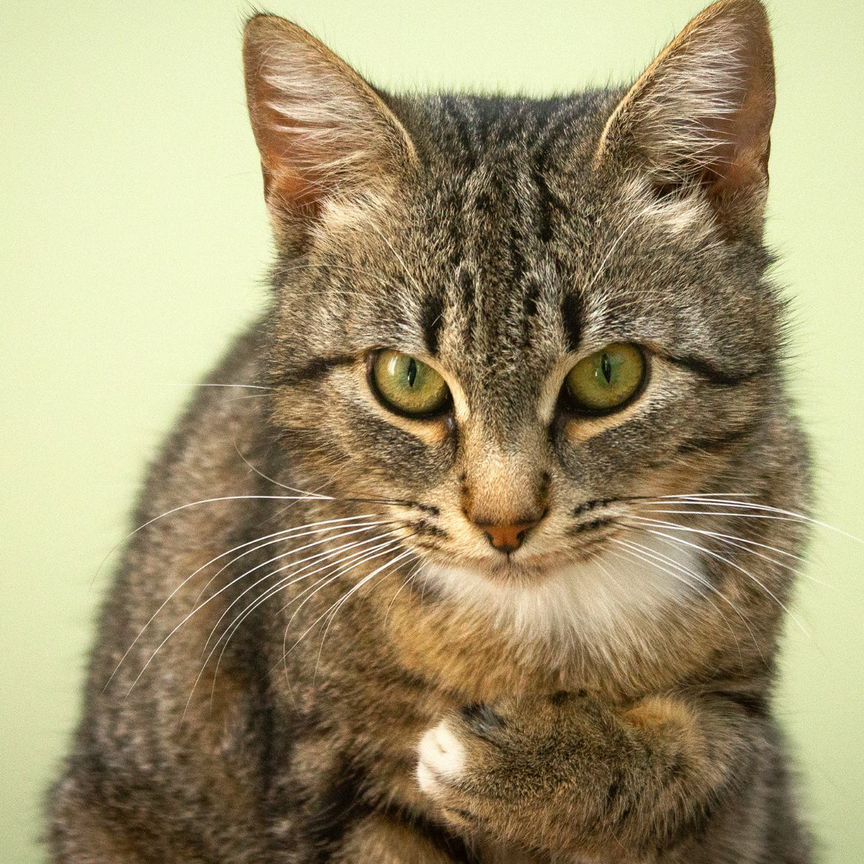 Кошачий ангел