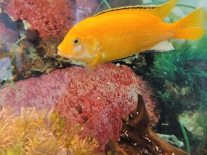 Рыба лабидохромис еллоу