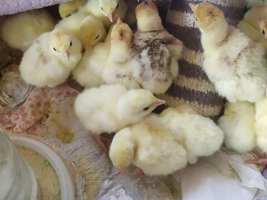 Продаются индюшата и индоутята