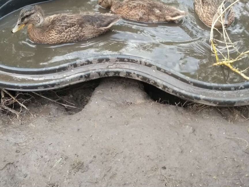 Дикие утята