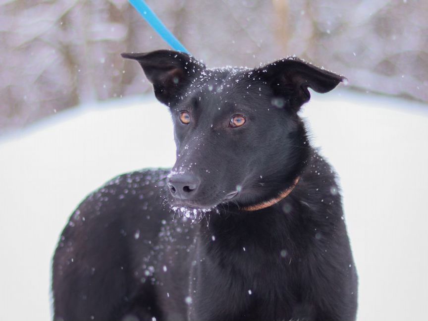 Собака 1 год Шерри в добрые руки