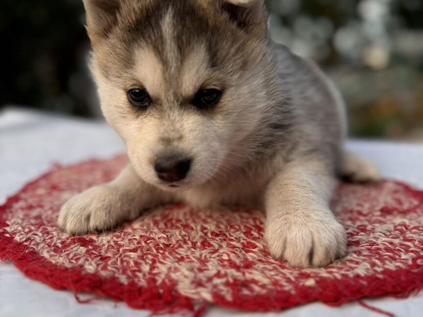 Щенки хаски