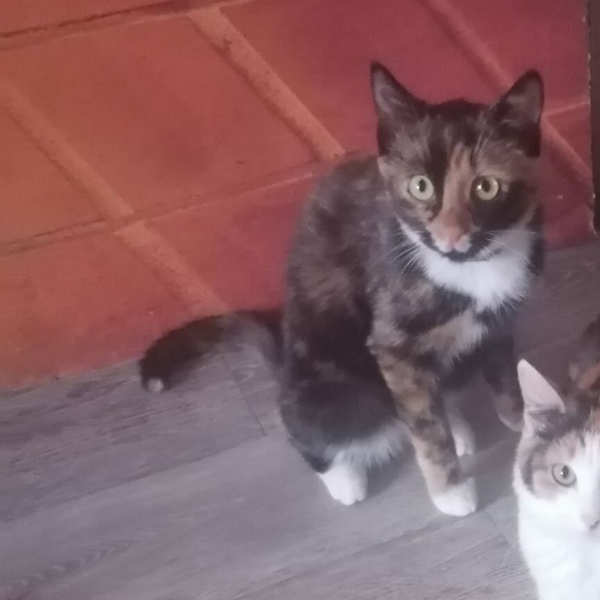 Отдам кошечку в добрые руки