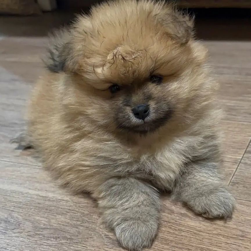 Немецкий шпиц, щенок