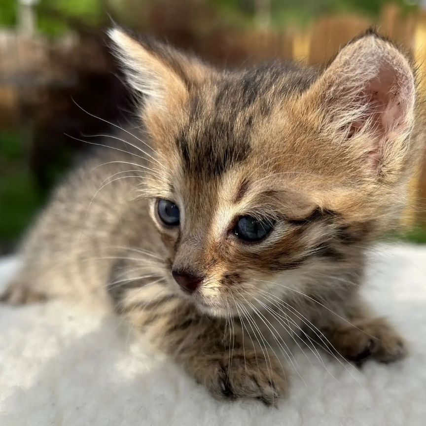 Котёнок в добрые руки