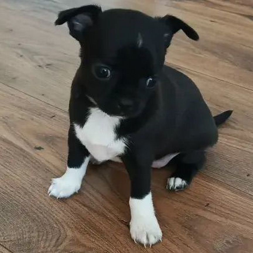 Чихуахуа, щенок