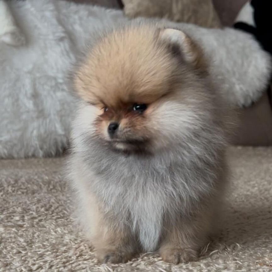 Померанский шпиц супер мини мальчик
