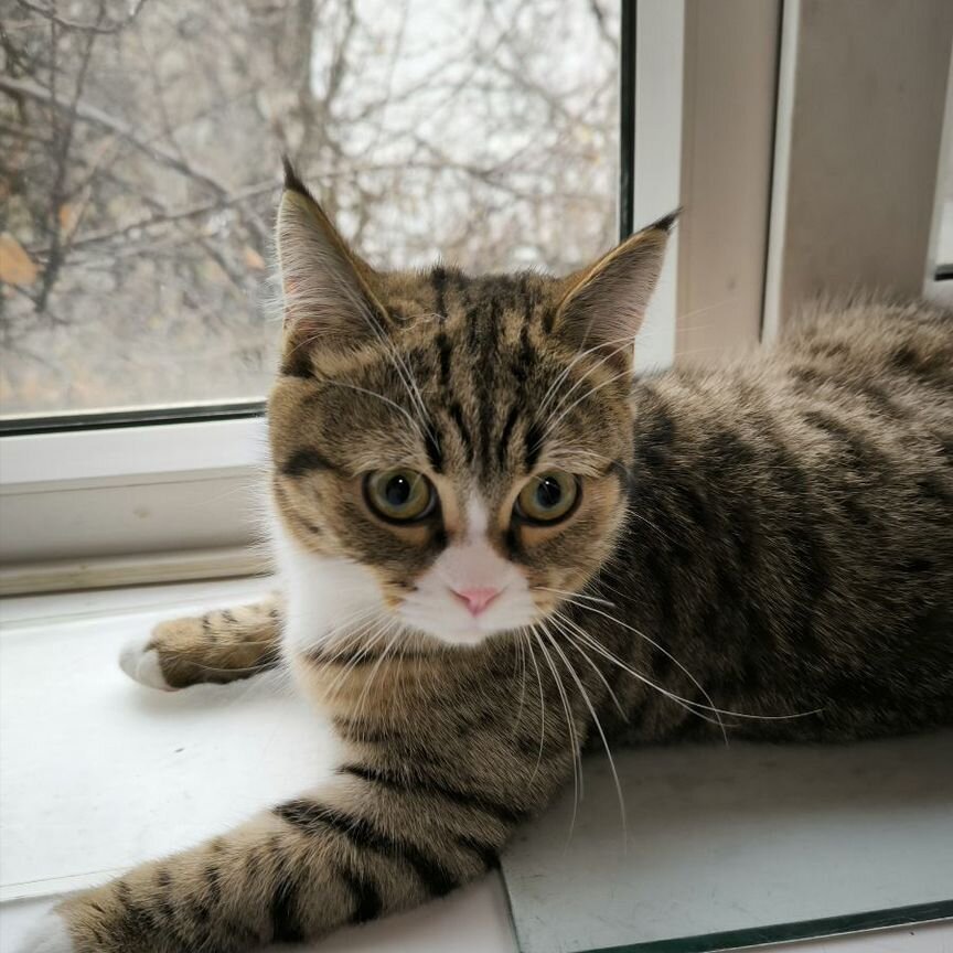 Красивая кошечка В добрые ручки