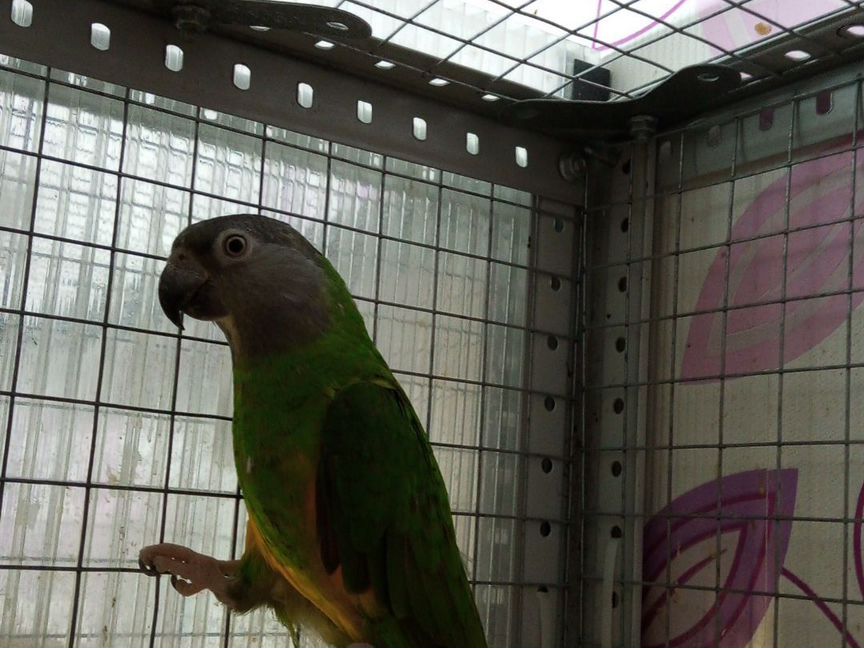 Синегальский попугай