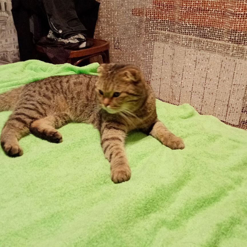 Котик