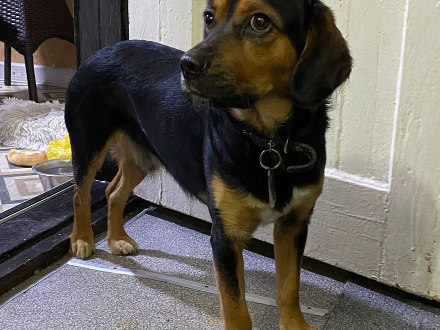 Собака в квартиру заболела хозяйка