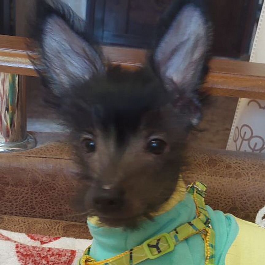 Продаётся щенок Китайской хохлатой