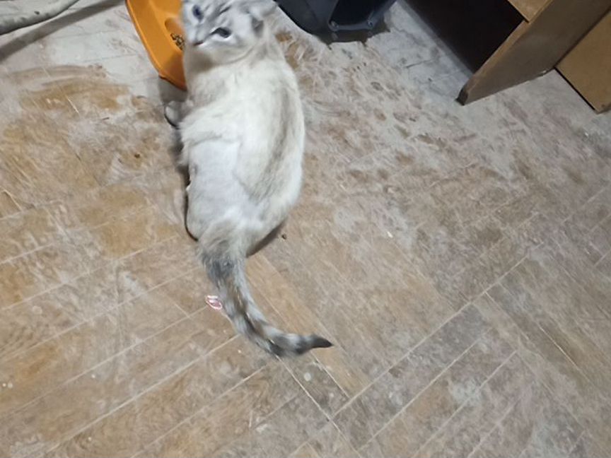 Кот без задней лапы