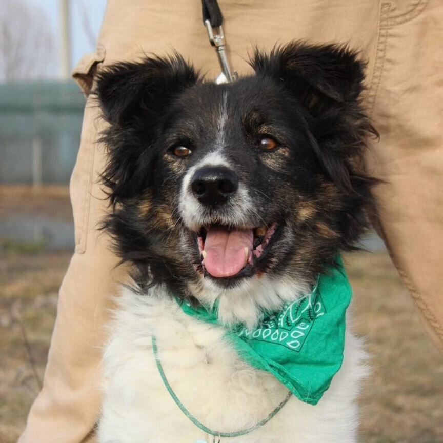 Собака в добрые руки