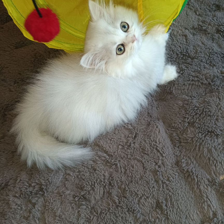 Шотланский котенок