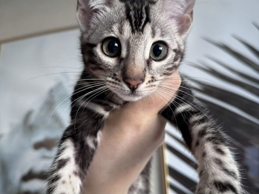 Девочка с документами