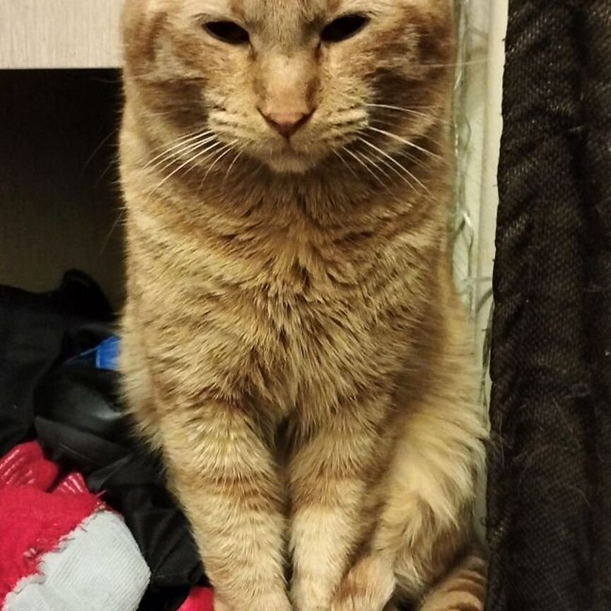 Кот рыжий мальчик