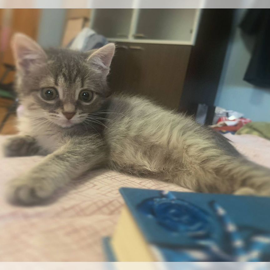 Кошечка в добрые руки