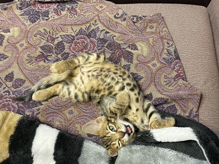 Бенгальские котята