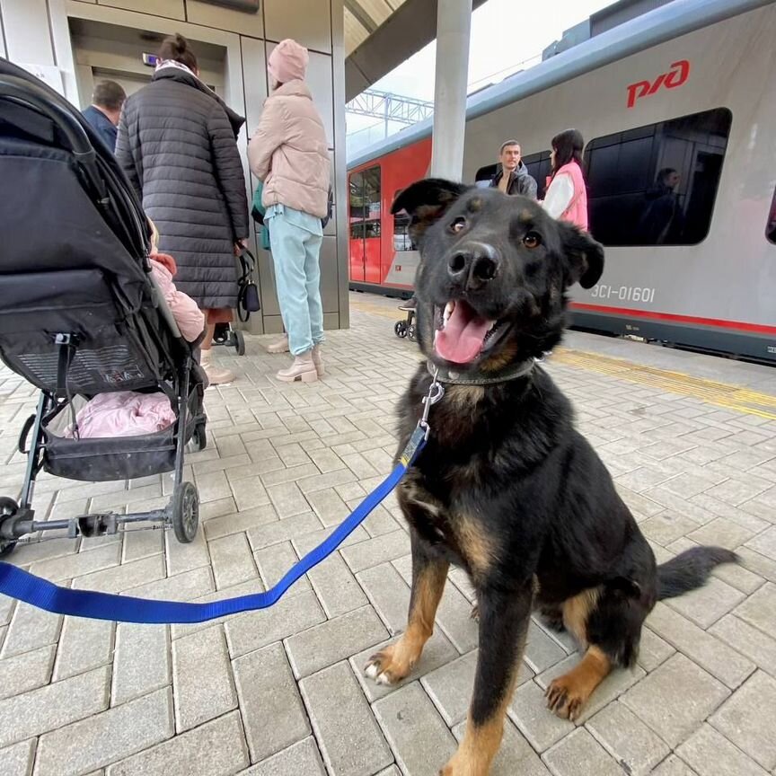 Роскошный чёрный немец овчарка в добрые руки
