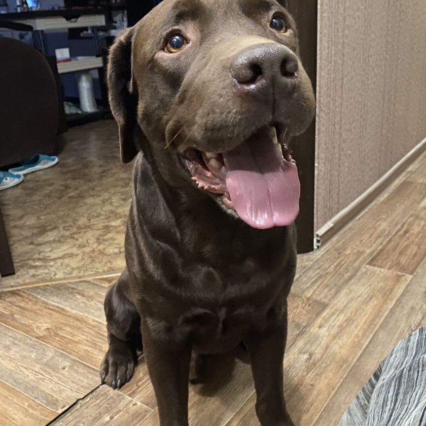 Щенок лабрадора 11 месяцов