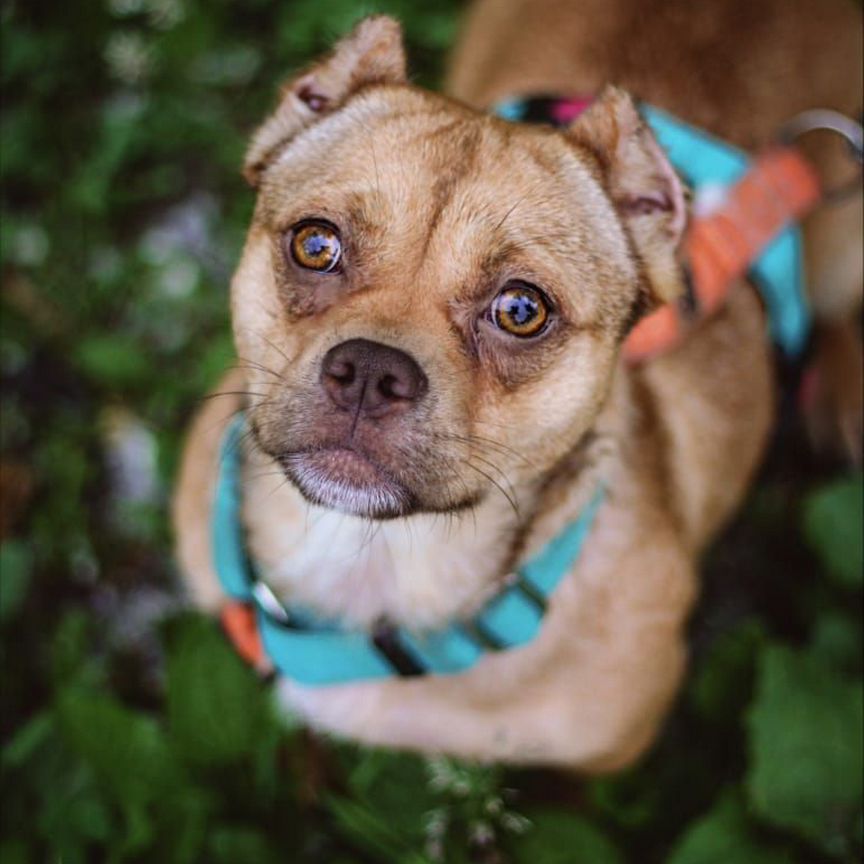 Собака в добрые руки