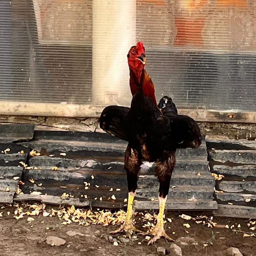 Бойцовский петух