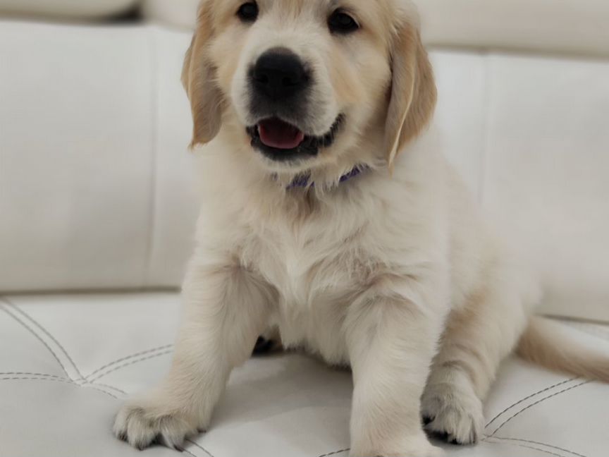 Щенки золотистого ретривера