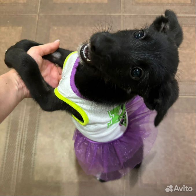 Шенок в добрые руки