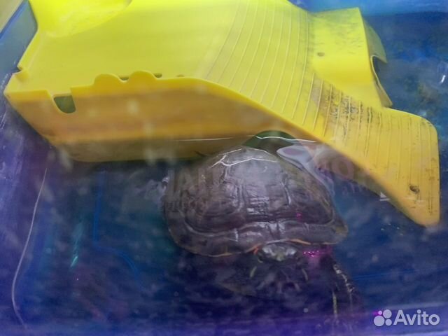 Черепаха