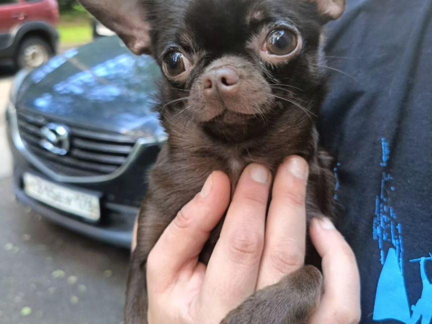 Чихуахуа мини горький шоколад