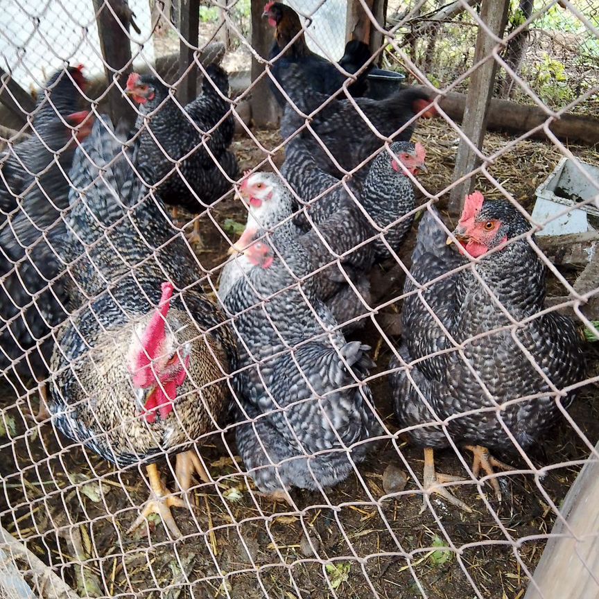 Куры несушки