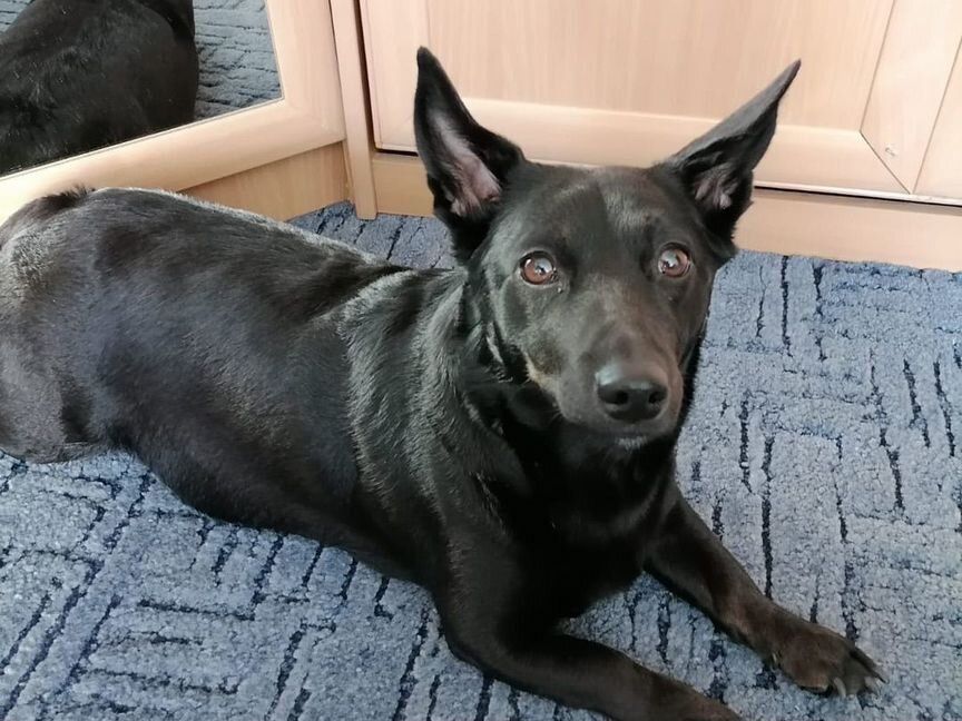 Ищем хорошего хозяина